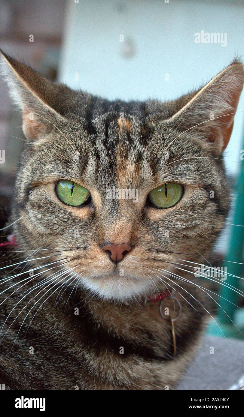 Cute Tabby Cat with Green Eyes Stock Photo - Alamy