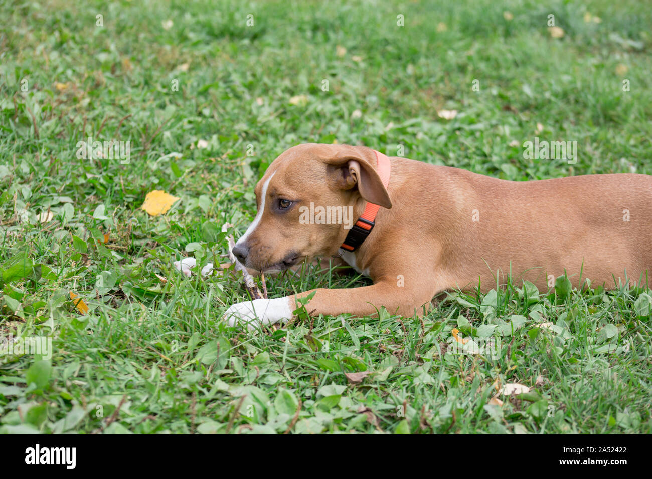 Staffordshire terrier teeth hi-res stock photography and images - Alamy
