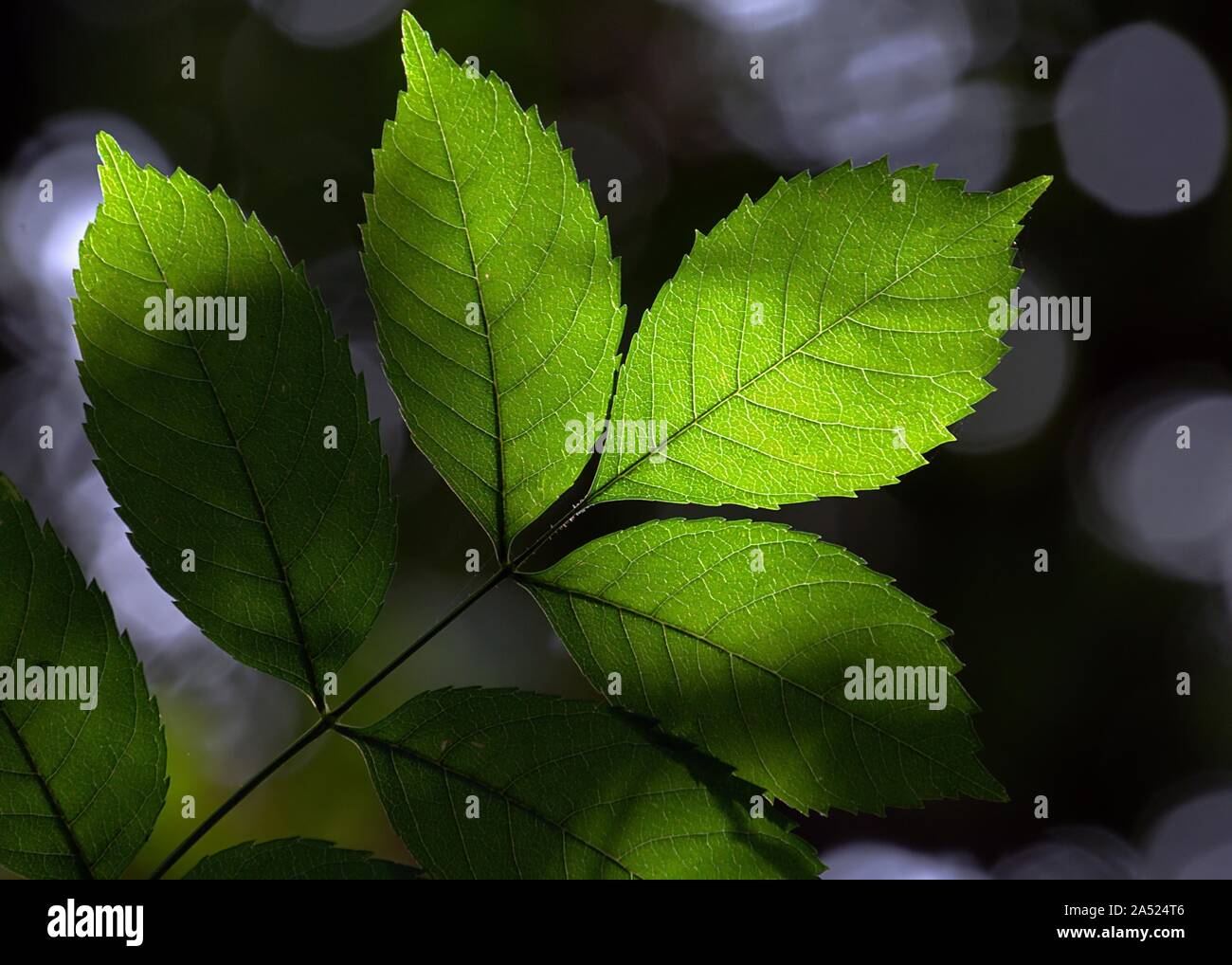 Color dappled hi-res stock photography and images - Alamy