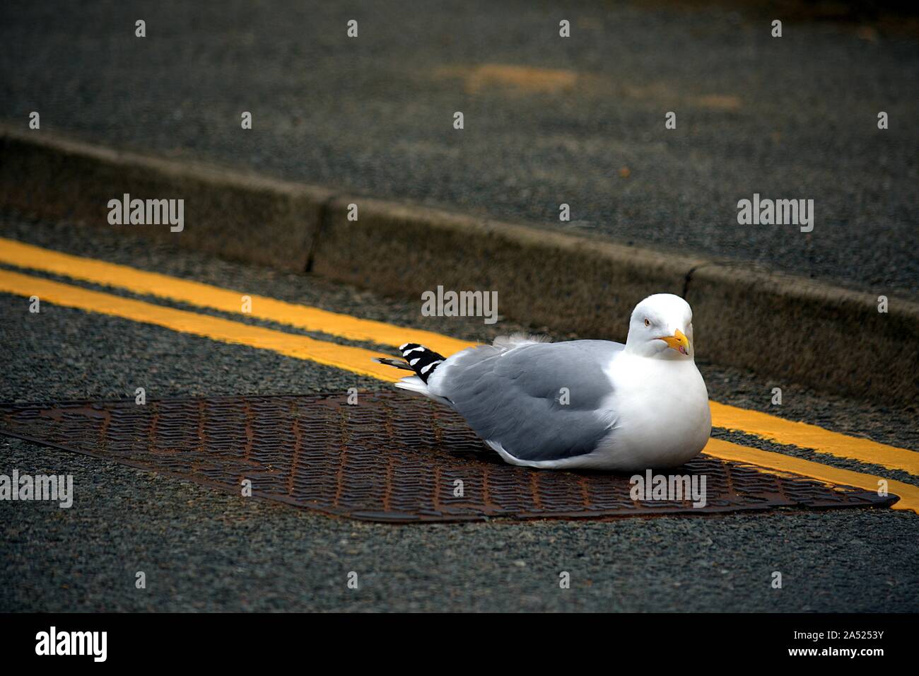 Seagull Sitting on Double Lines Stock Photo - Alamy