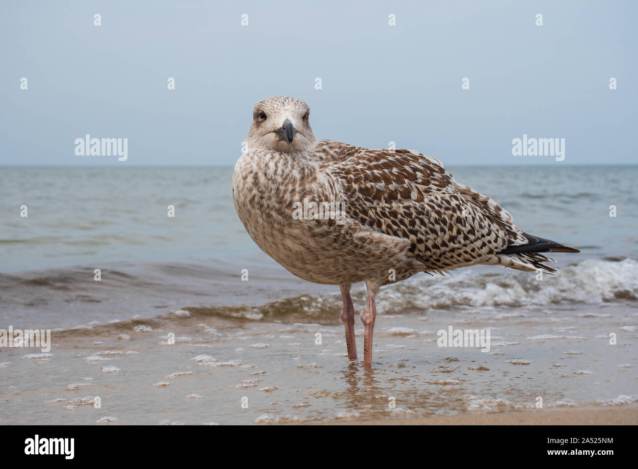 Seagull chick pecking hi-res stock photography and images - Alamy