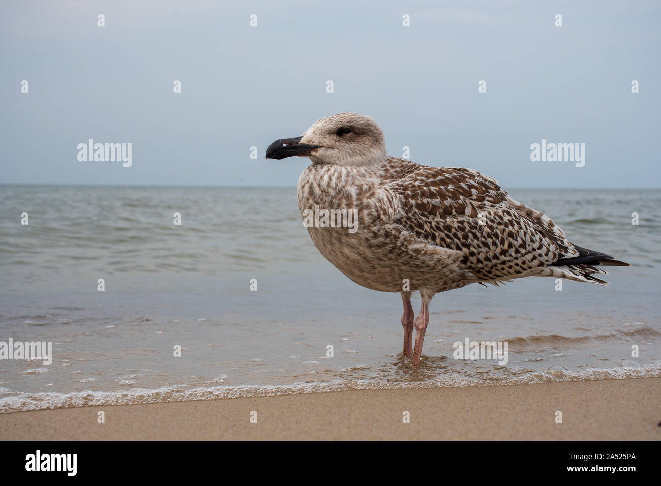 Seagull chick pecking hi-res stock photography and images - Alamy