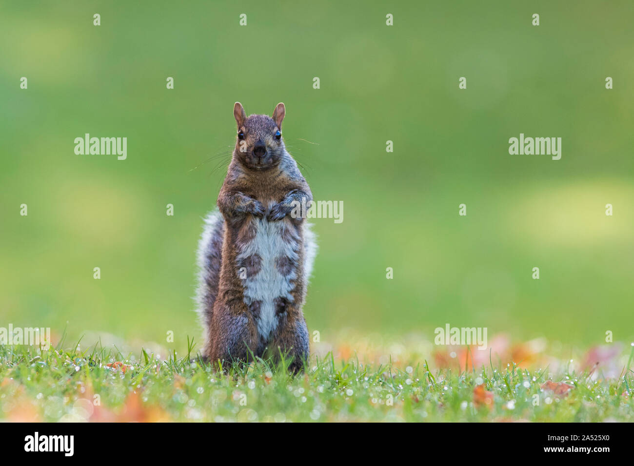 Female Eastern grey squirrels Sciurus carolinensis in fall Stock Photo - Alamy
