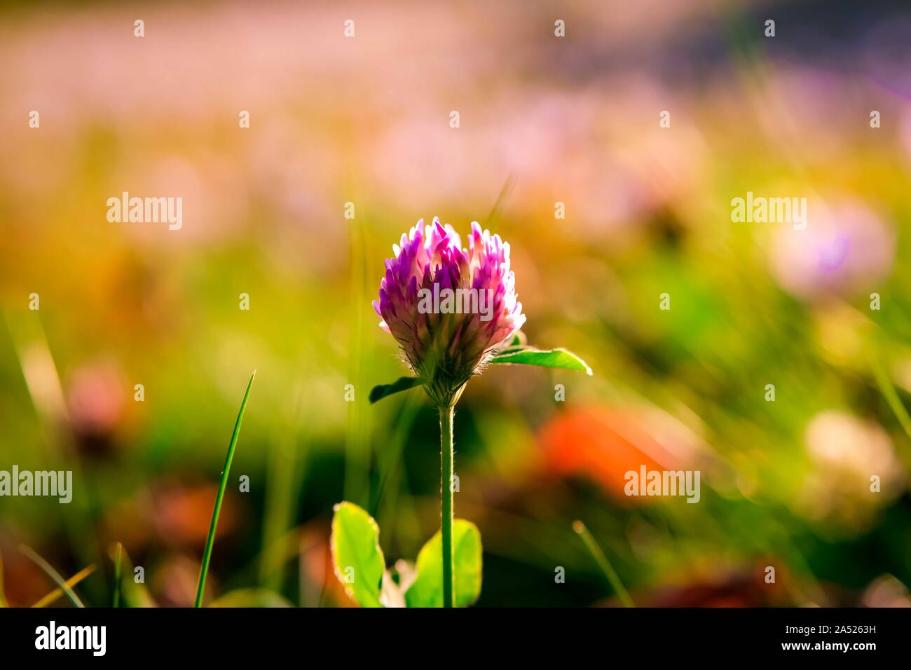 Clover flowers sunset light hi-res stock photography and images - Alamy