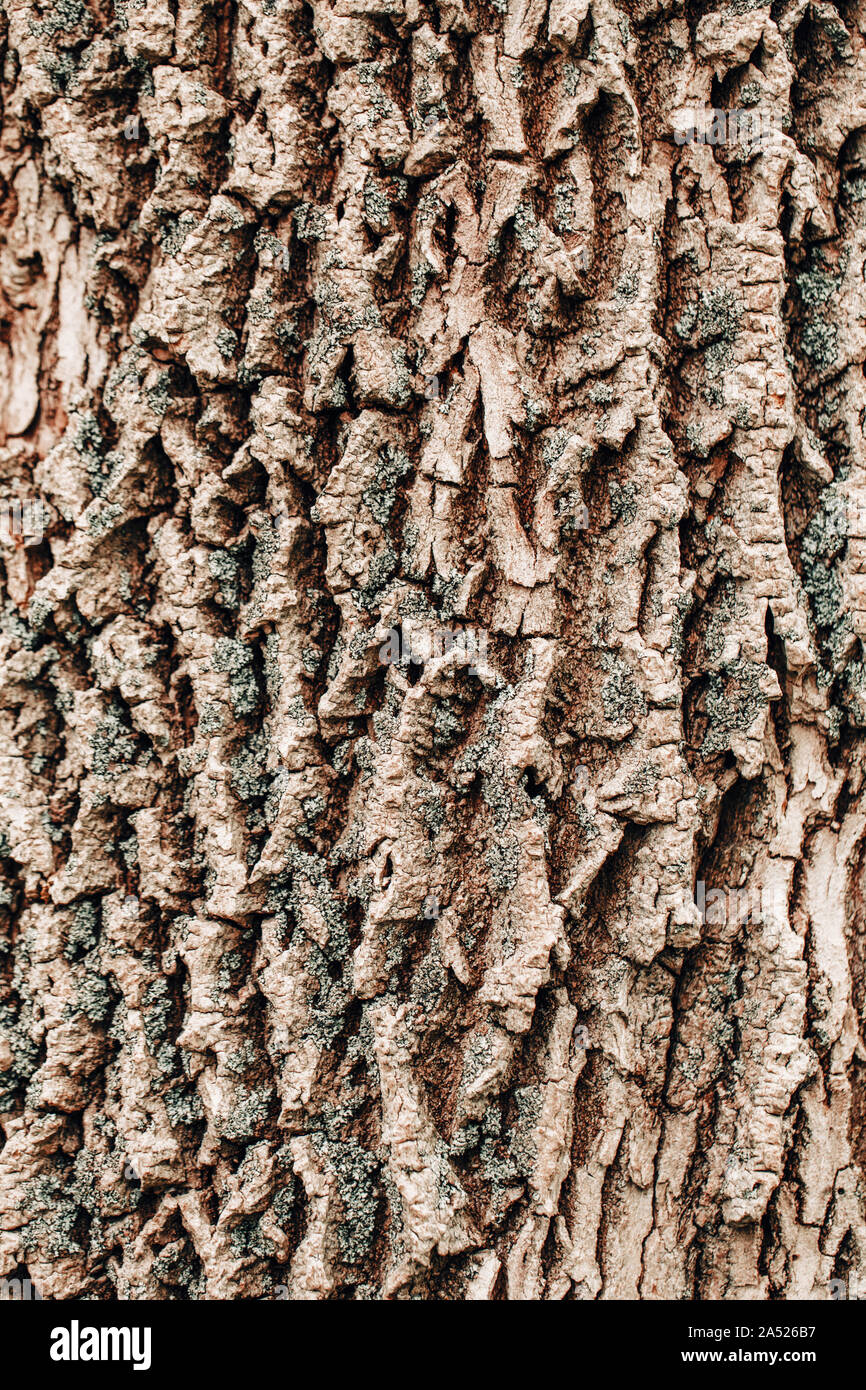 Closeup macro detail of old aged beautiful oak maple tree bark barque ...