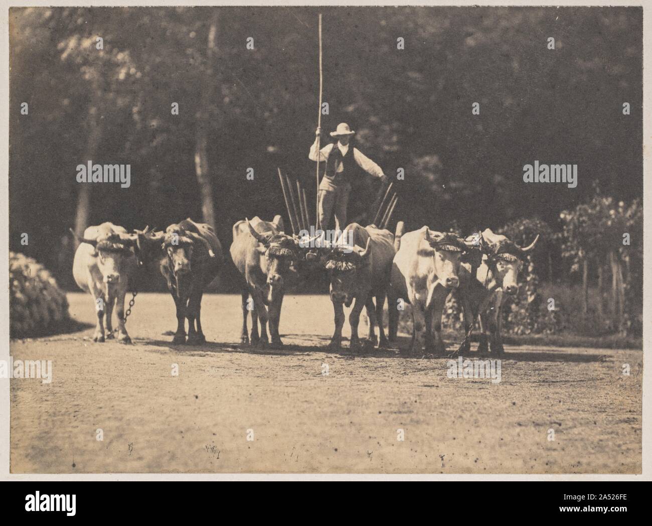 Six Oxen Team with their Driver, c. 1853 Stock Photo - Alamy