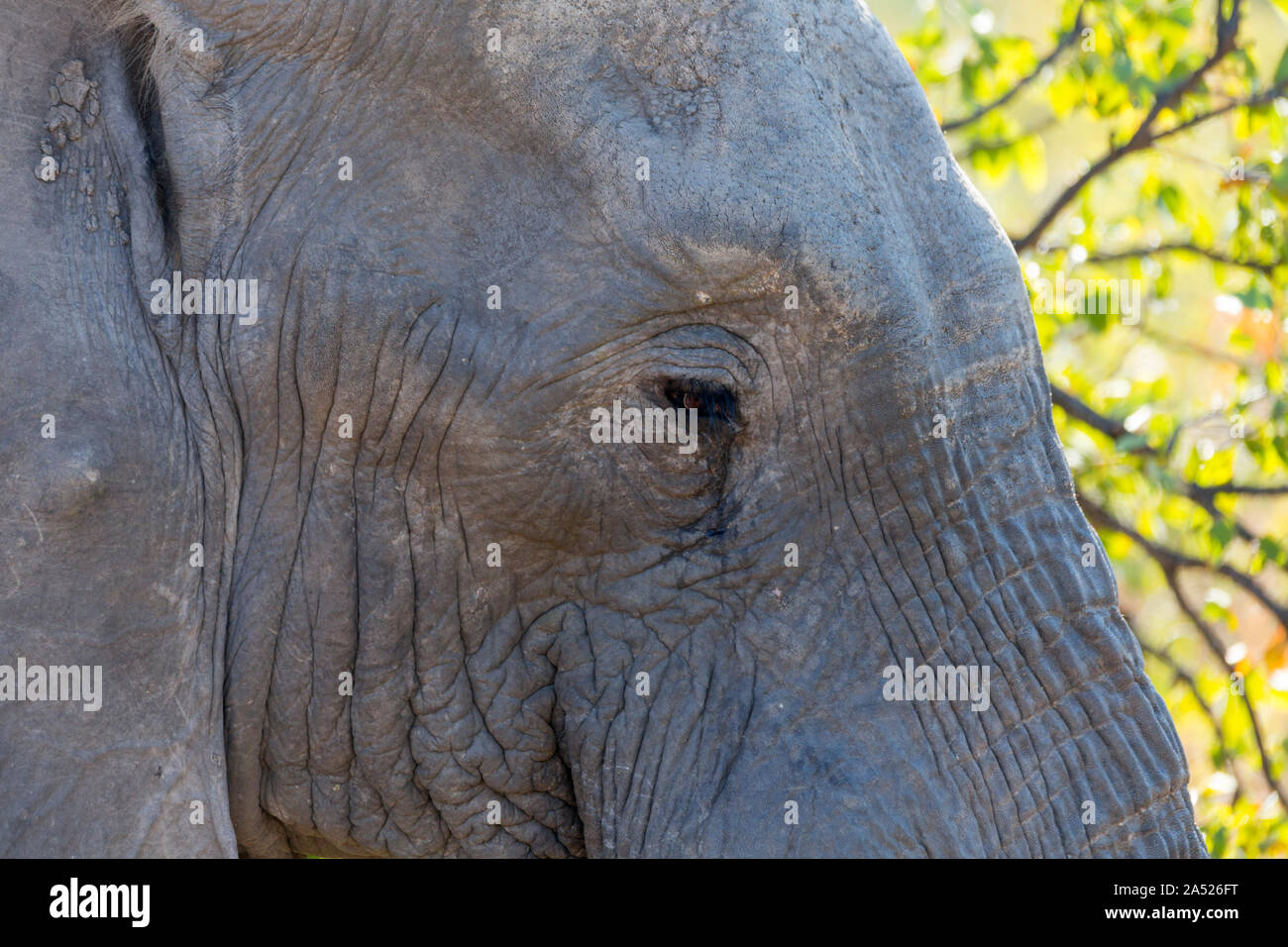 Eye of an elephant Stock Photo - Alamy