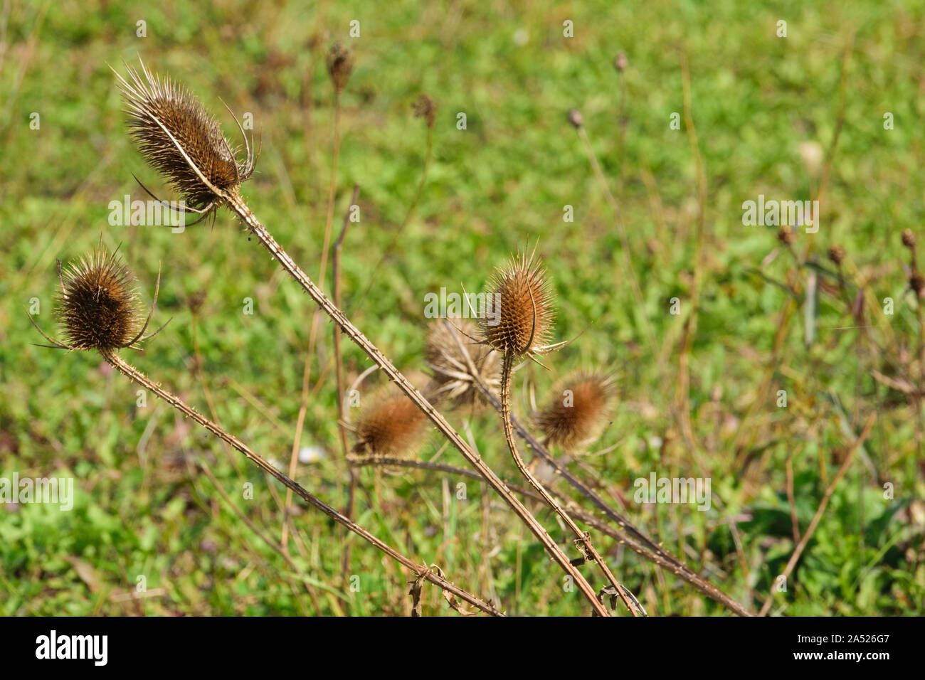 Diestel hi-res stock photography and images - Alamy