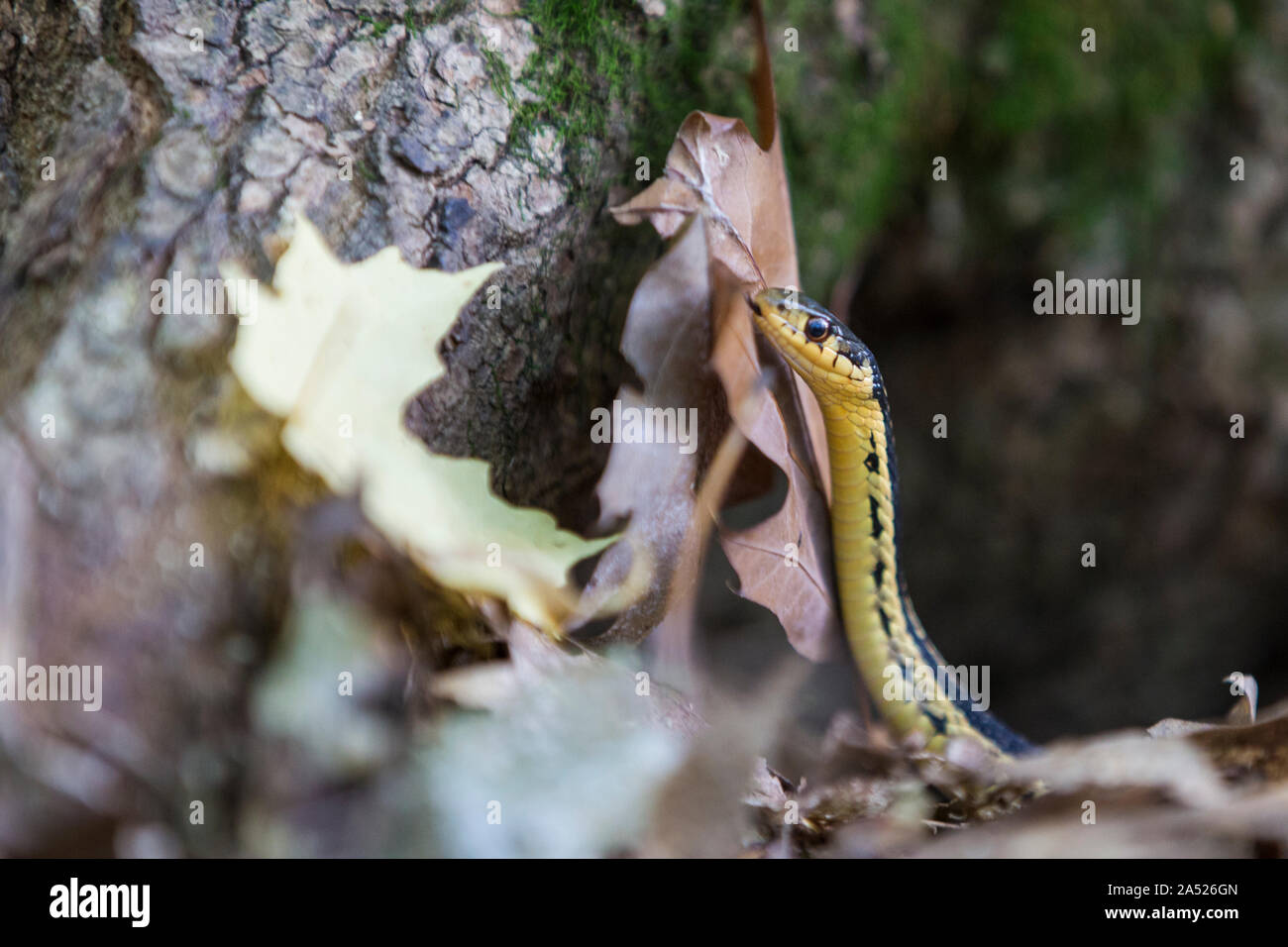 North American Wildlife Northern Ribbon Snake (Thamnophis sauritus ...