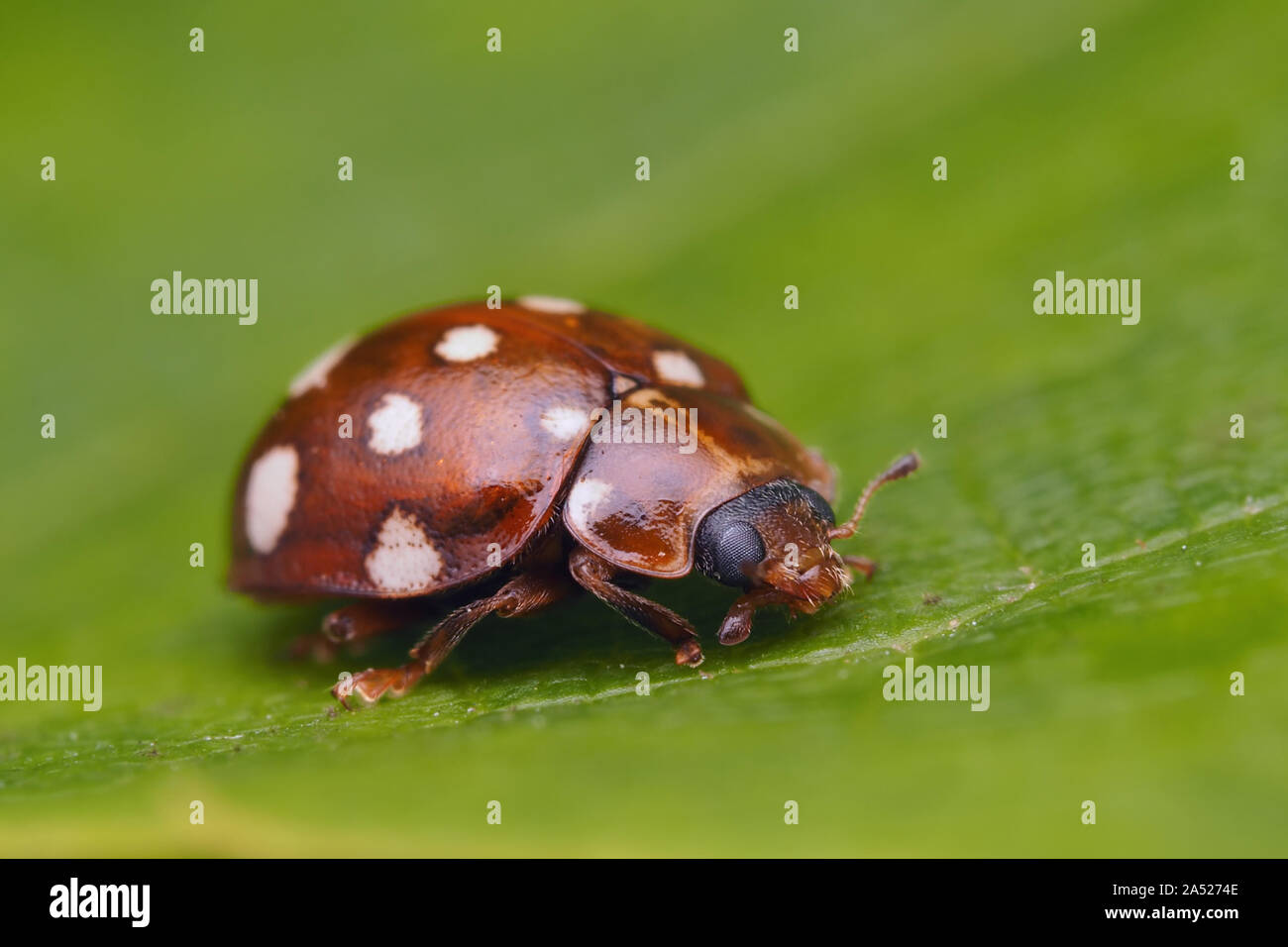 Cream spot ladybird at rest on oak leaf hi-res stock photography and ...