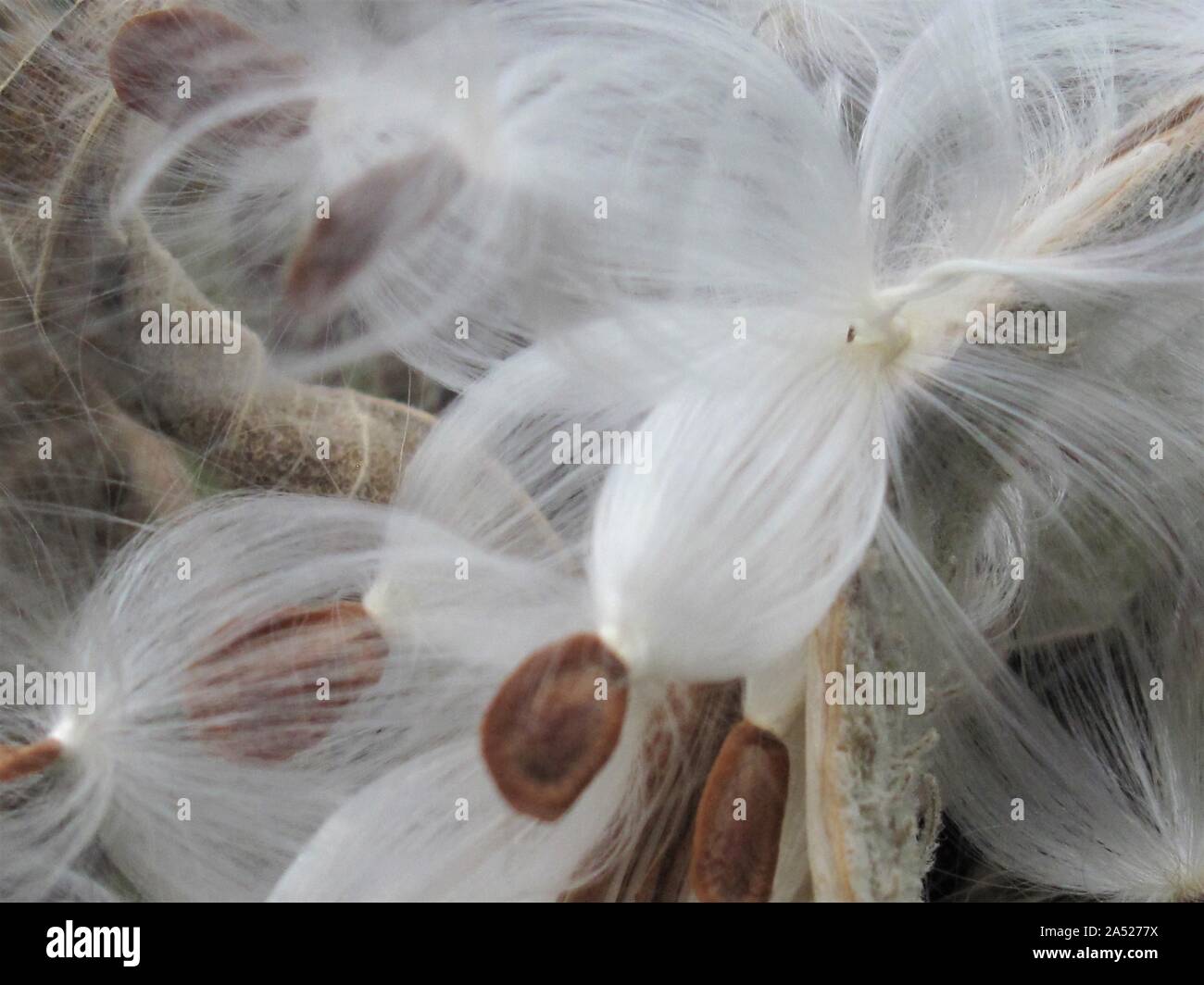 Bursting seed pods hi-res stock photography and images - Alamy