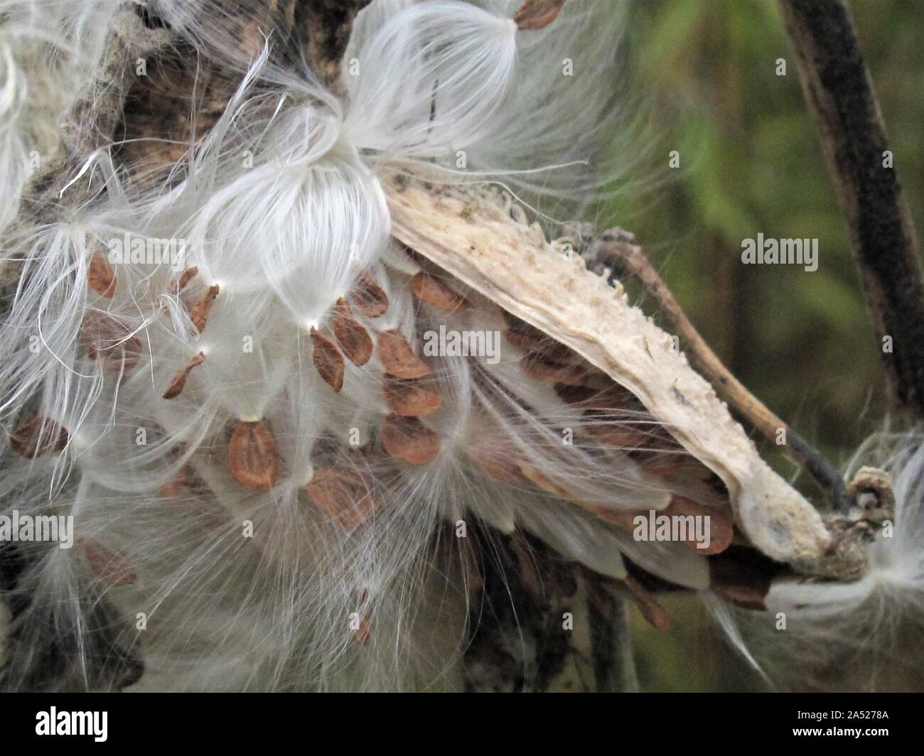 Bursting seedpod hi-res stock photography and images - Alamy