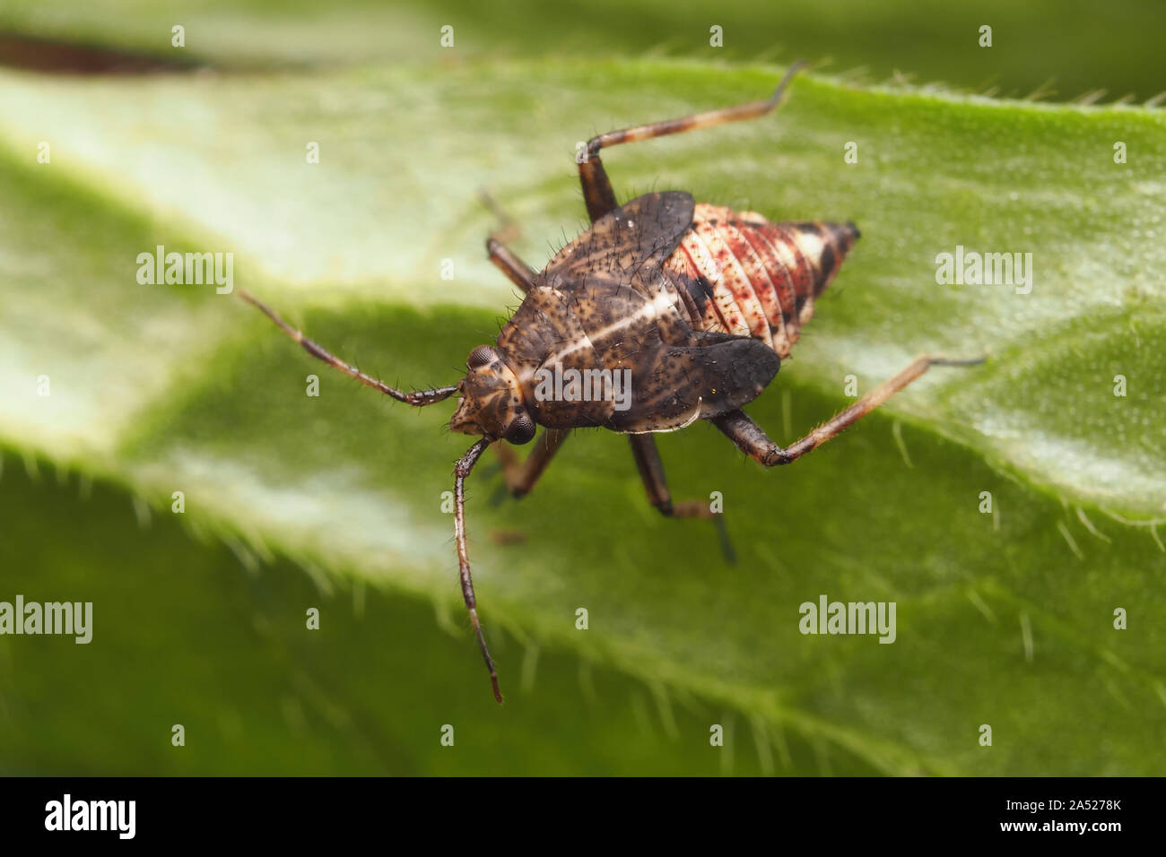 Deraeocoris flavilinea nymph on underside of plant leaf hi-res stock ...