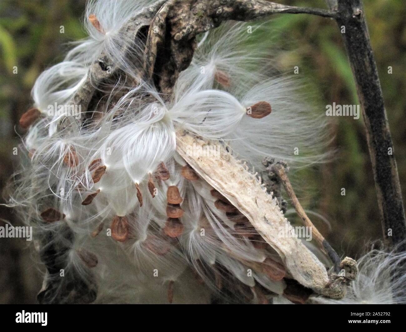 Closeup of bursting milkweed seed pods Stock Photo - Alamy