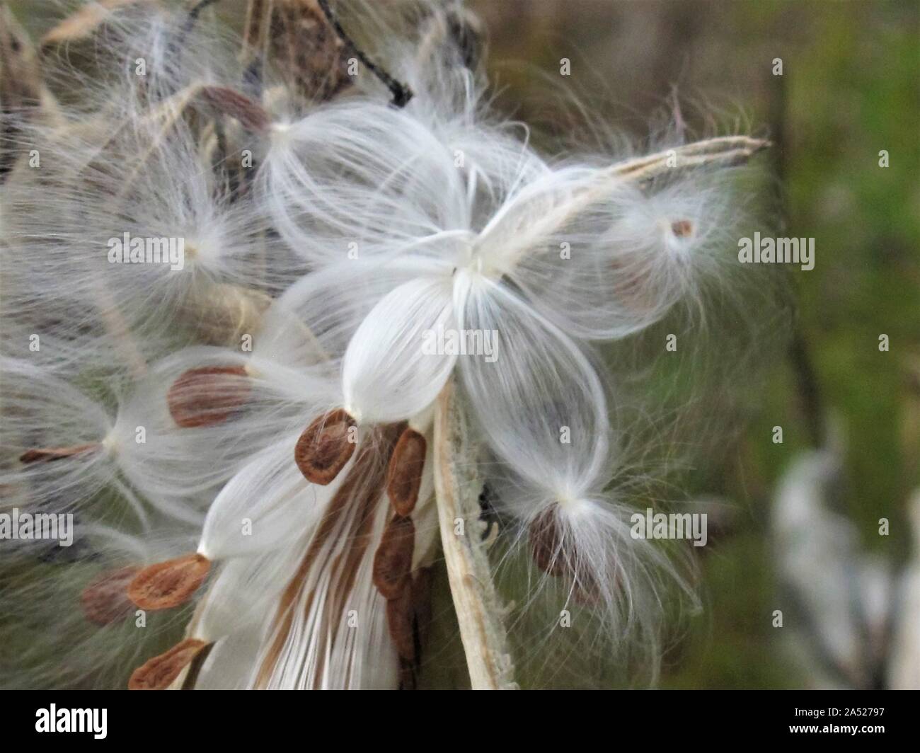 Bursting seed pods hi-res stock photography and images - Alamy