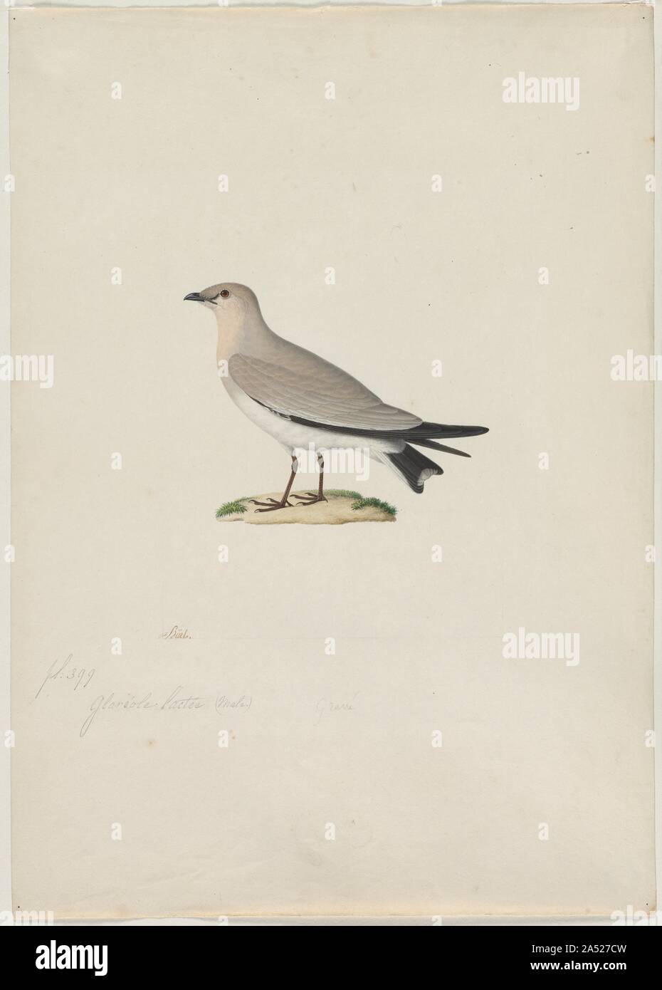 Small Pratincole (Glareola lactea), 1800s Stock Photo - Alamy