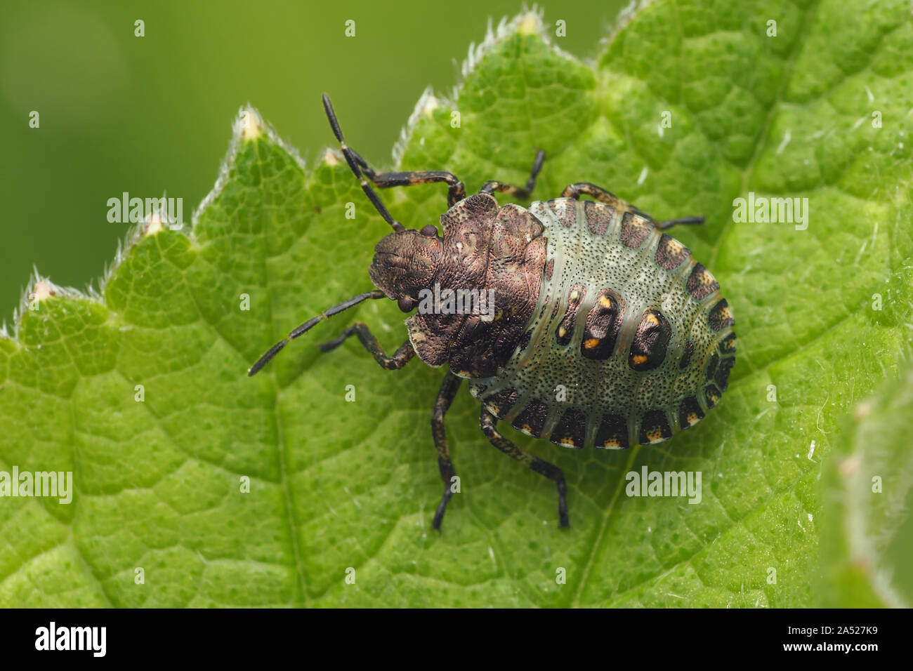 Red legged shieldbug nymph hi-res stock photography and images - Alamy
