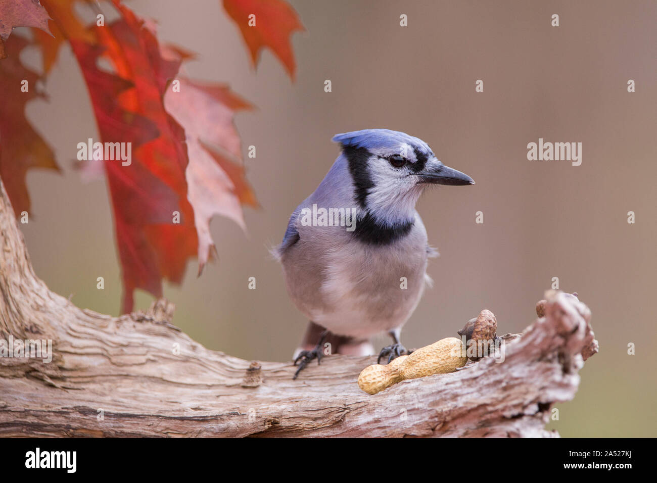 Blue jay in fall Stock Photo - Alamy