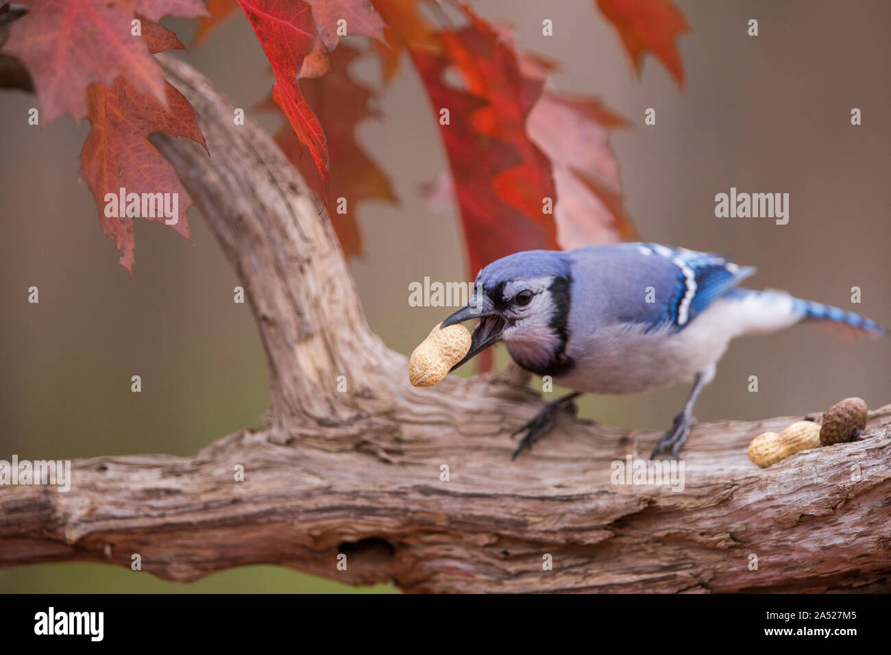 Jay bird oak hi-res stock photography and images - Alamy