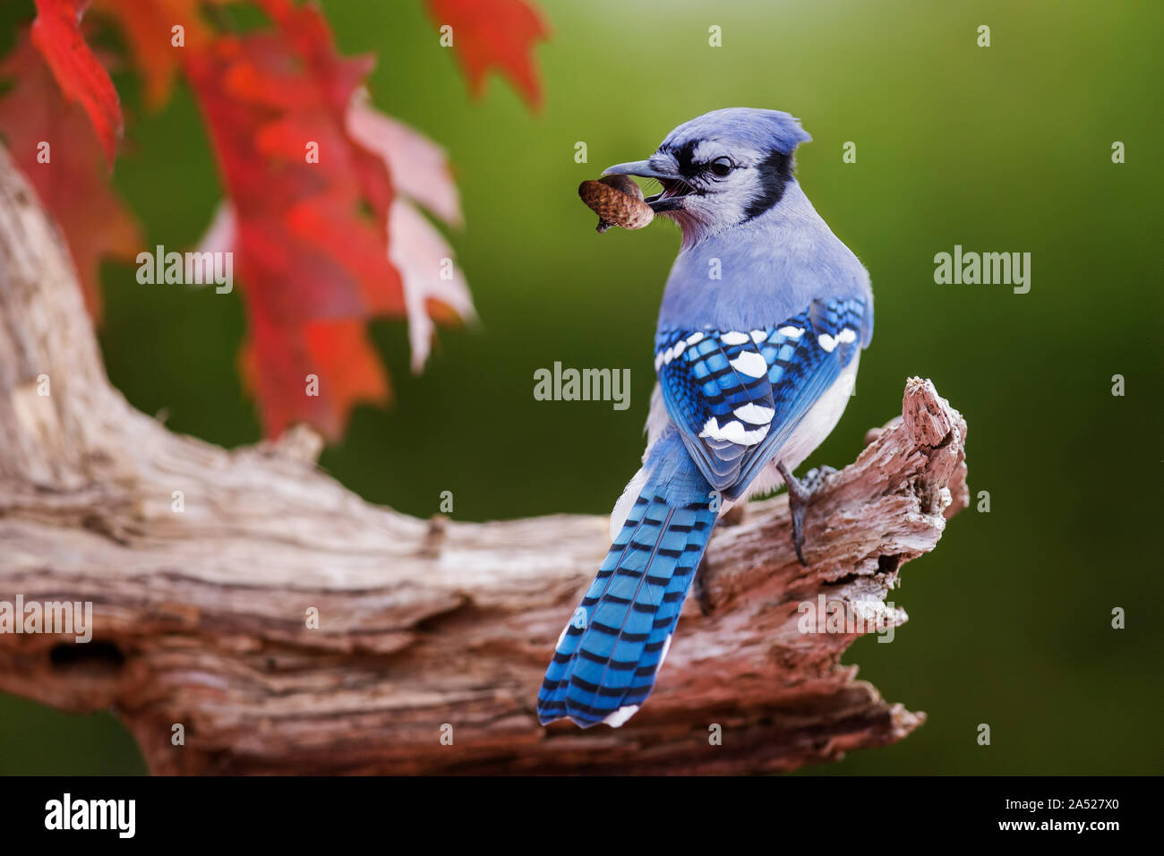 Bluejay with peanuts hi-res stock photography and images - Alamy