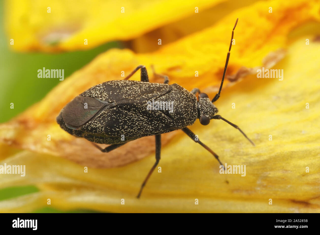 Broom flower hi-res stock photography and images - Alamy