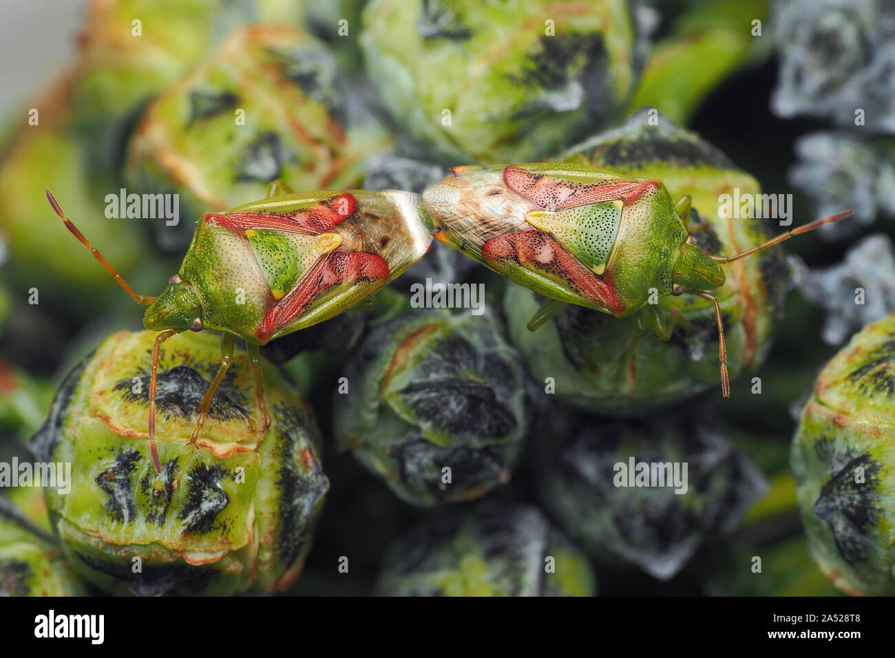 Mating Juniper Shieldbugs (Cyphostethus tristriatus) on Lawson's ...