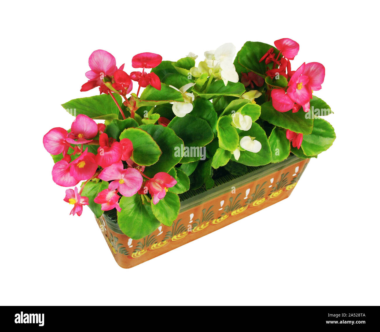 Begonia rose green leaf hi-res stock photography and images - Alamy