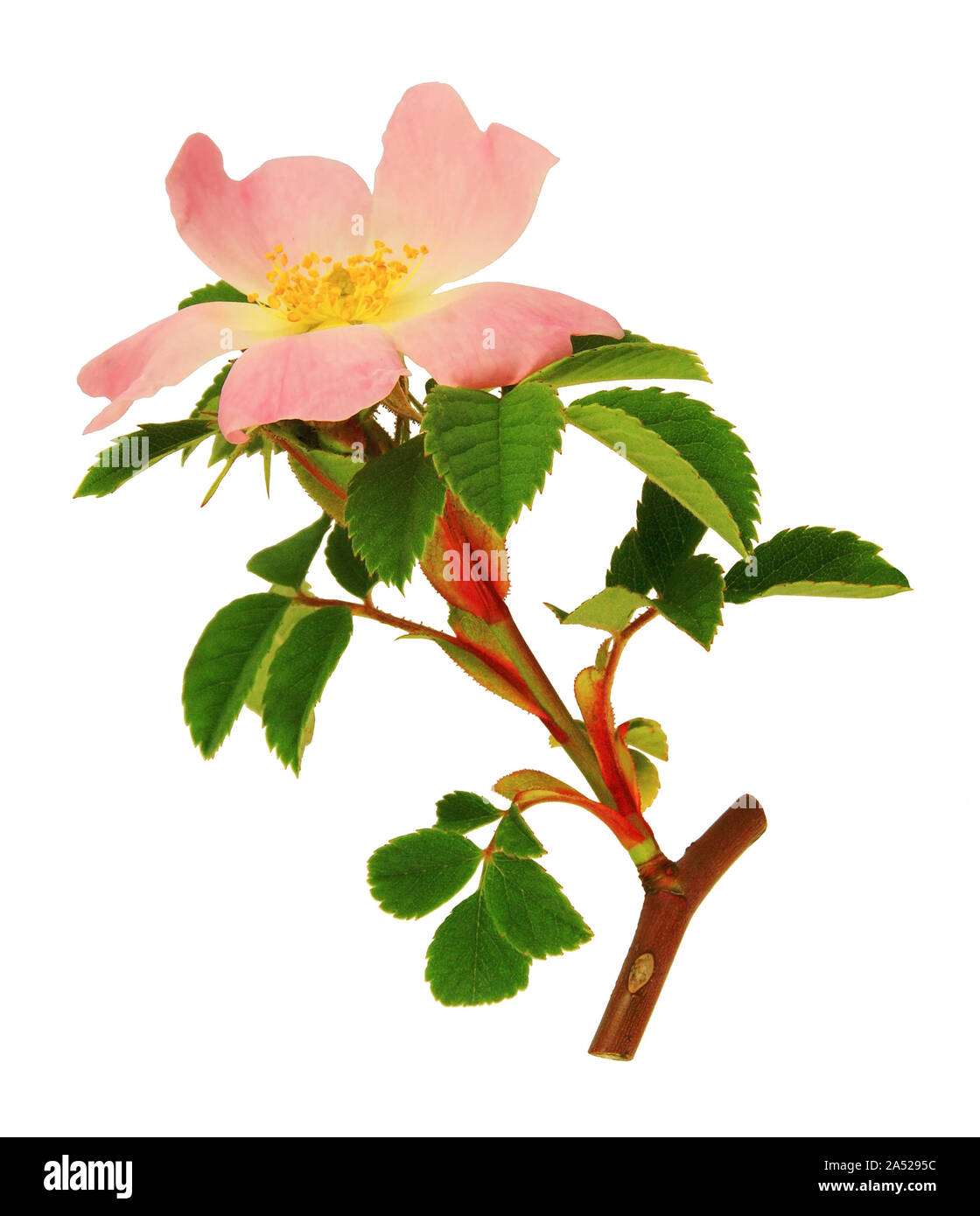 Branch of rosehip rose flower isolated on white background Stock Photo ...