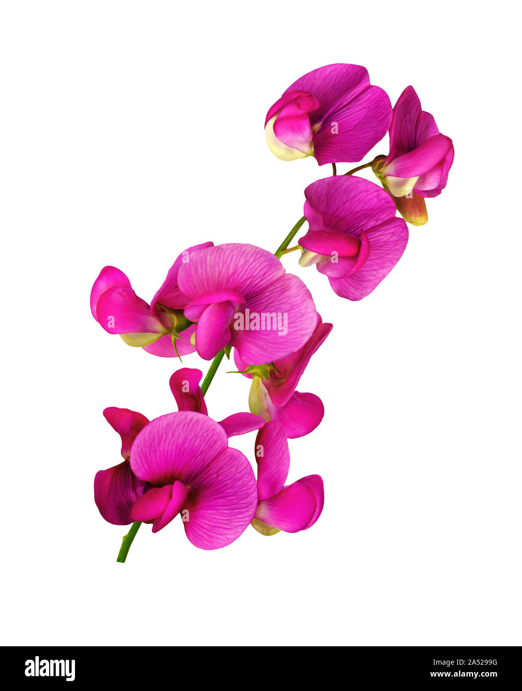 Violet flower of the Gesse plant isolated on white background Stock ...