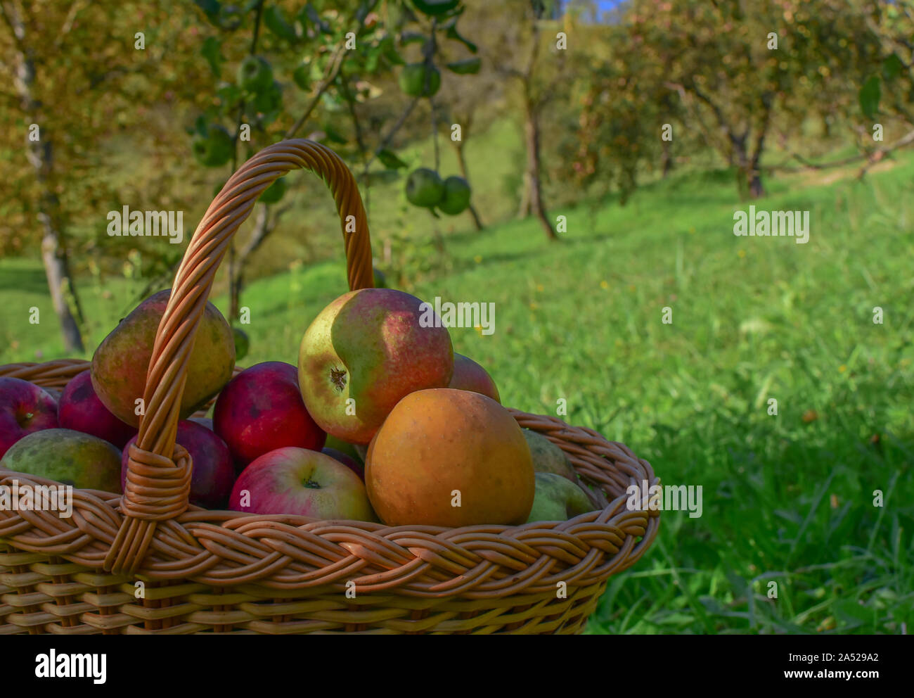 Ripe yellow, red and orange apples in the basket. In the background is ...