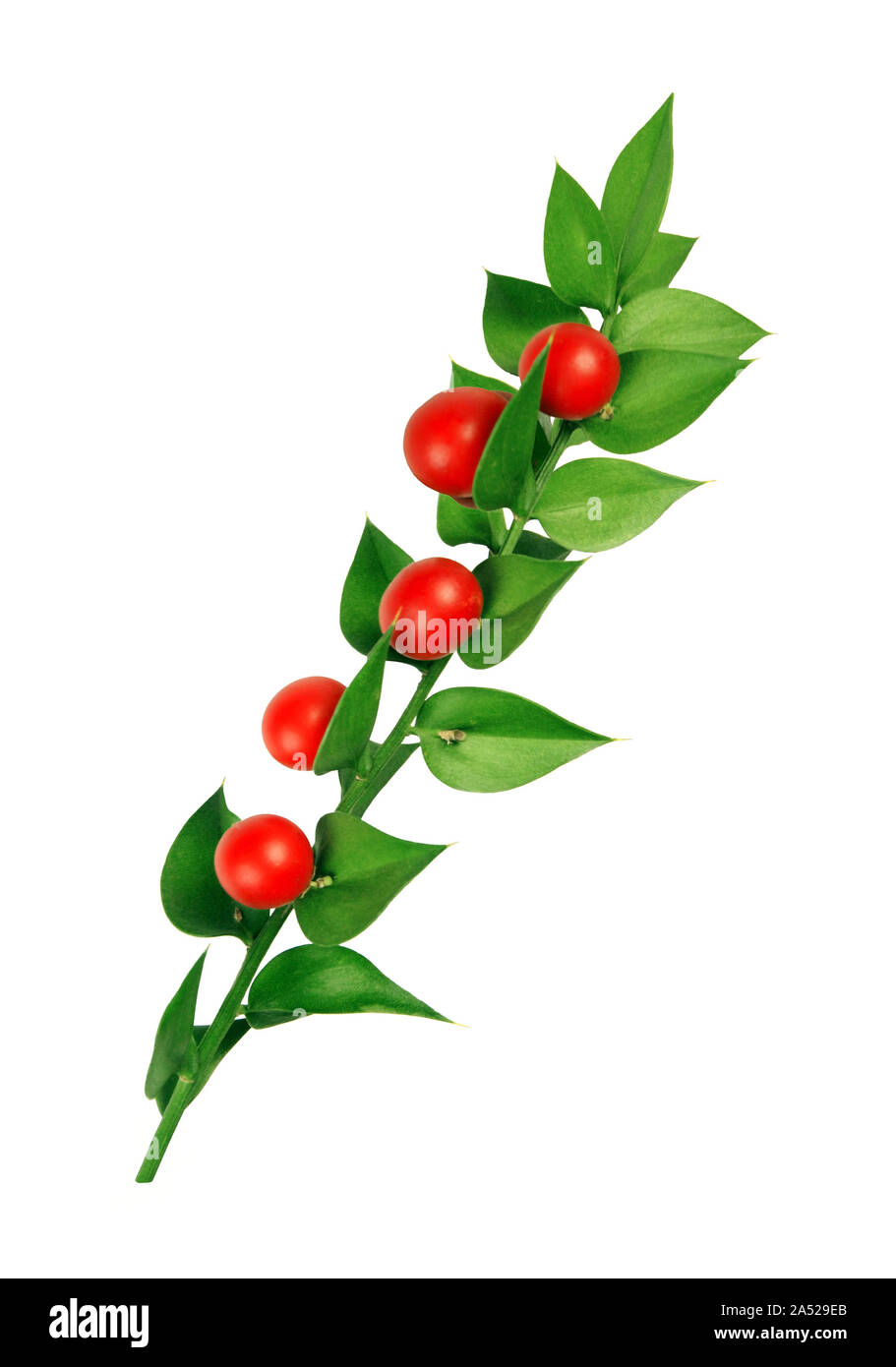 Holly bush background hi-res stock photography and images - Alamy