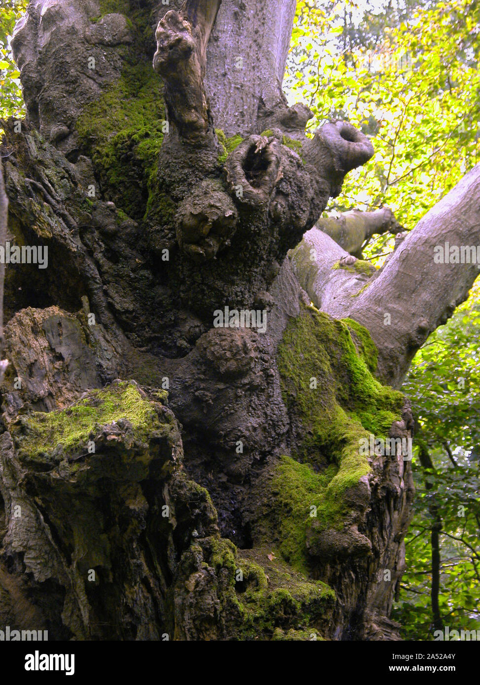 Selborne beech hanger hi-res stock photography and images - Alamy