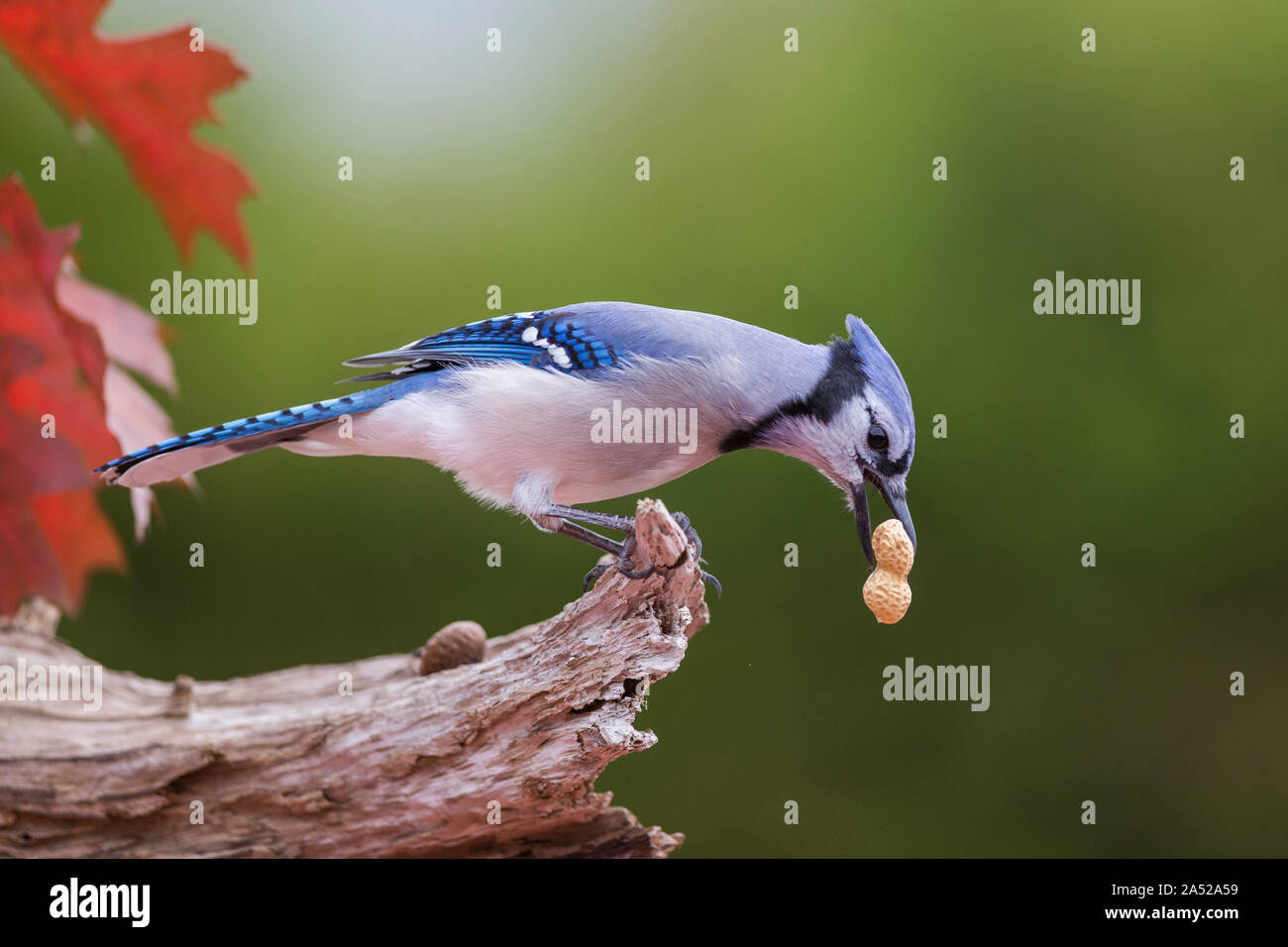 Bluejay with peanuts hi-res stock photography and images - Alamy