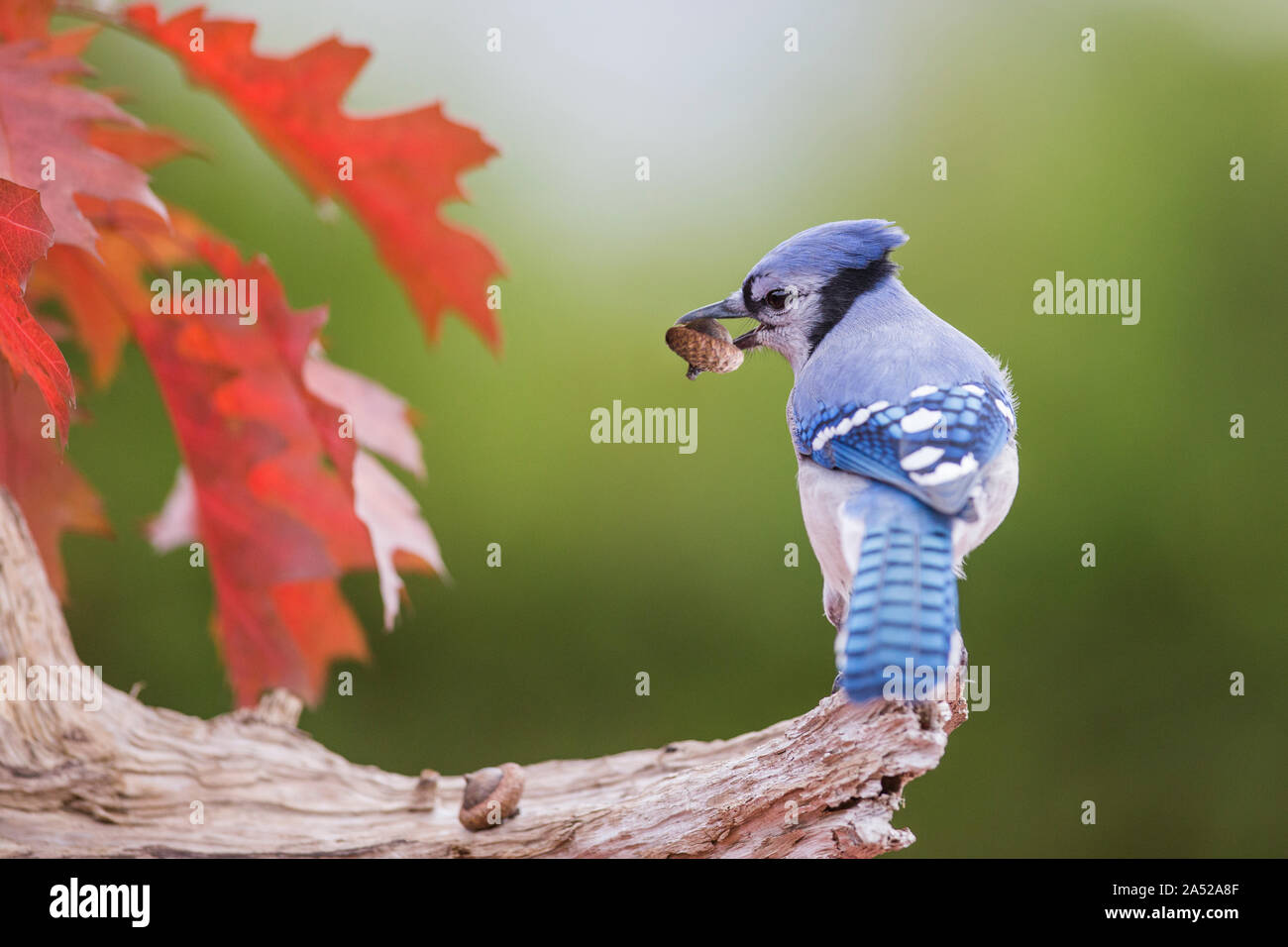 Jay bird oak hi-res stock photography and images - Alamy