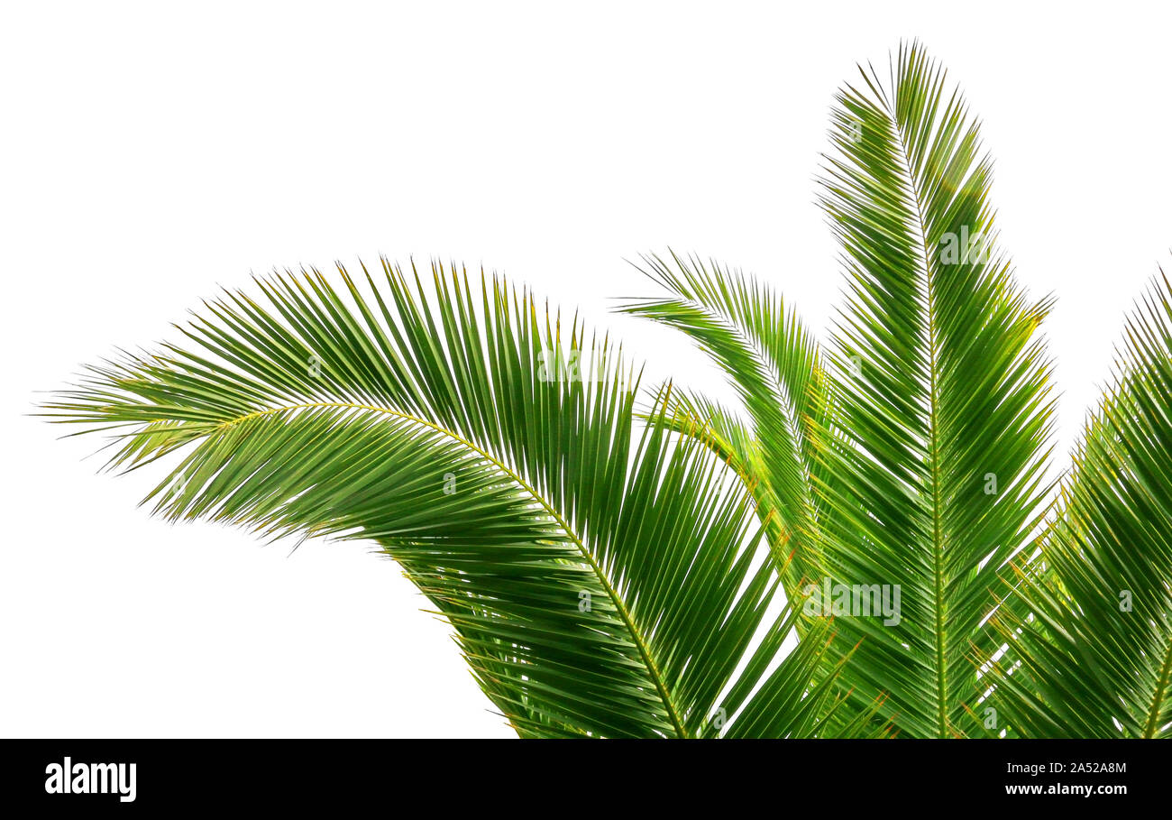 Tree Leaves Texture Png