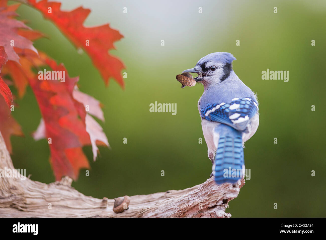 Blue jay in fall Stock Photo - Alamy