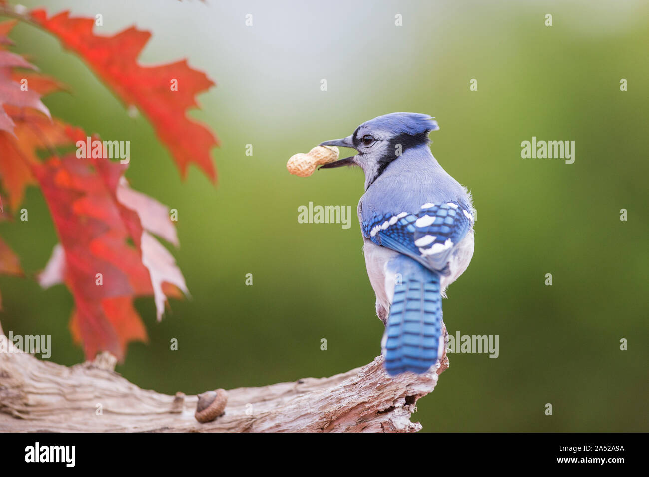 Blue jay in fall Stock Photo - Alamy