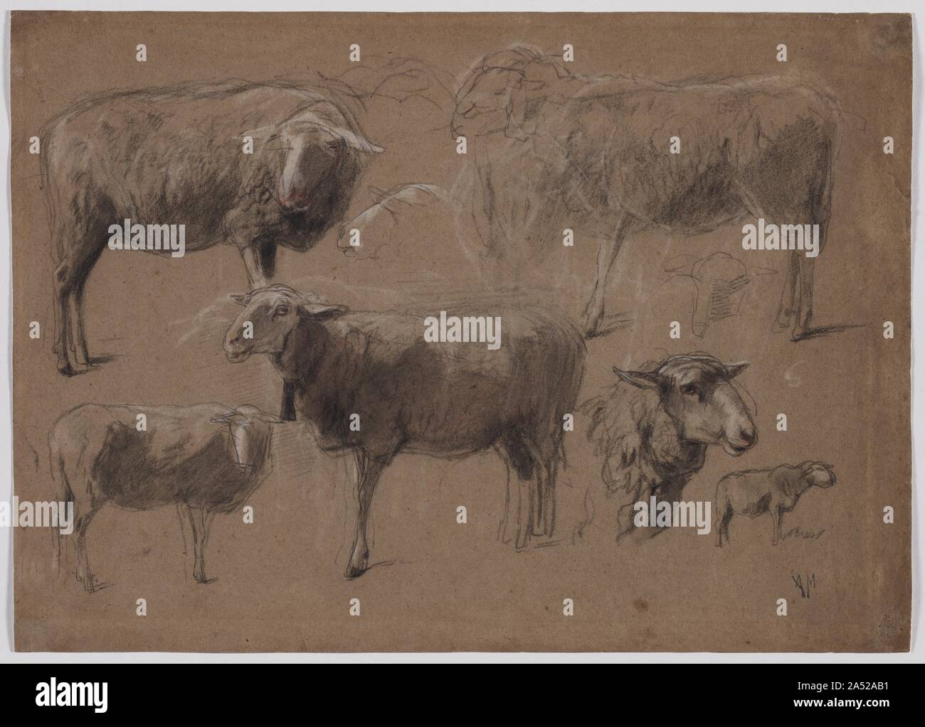 Second sheep hi-res stock photography and images - Alamy