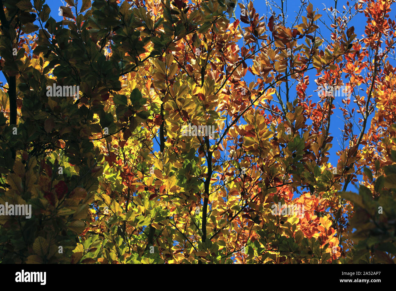 Detail of spectacular Autumn colour: beech trees on Selborne Common ...