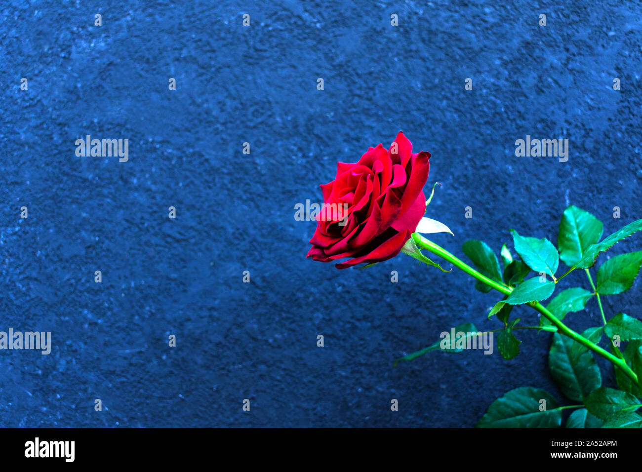One red rose hi-res stock photography and images - Alamy