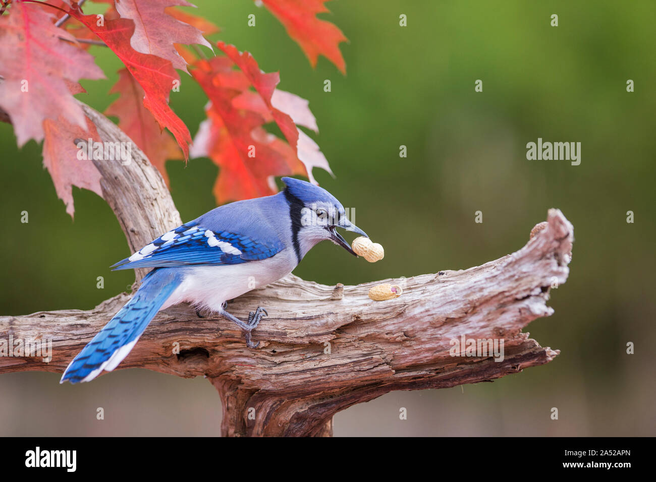 Blue jay in fall Stock Photo - Alamy