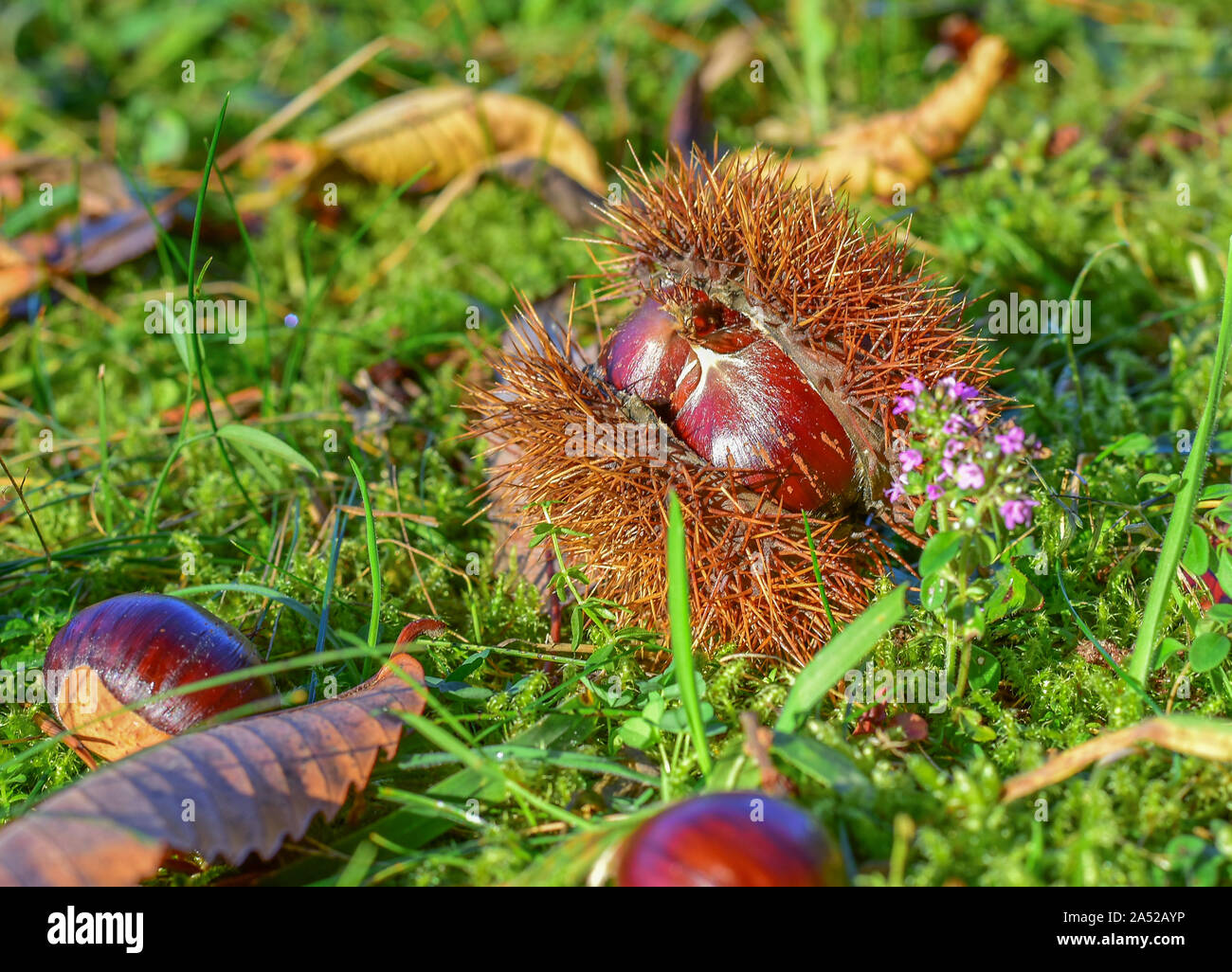 Edible chestnut laying on the ground on the sunny day in fall ...