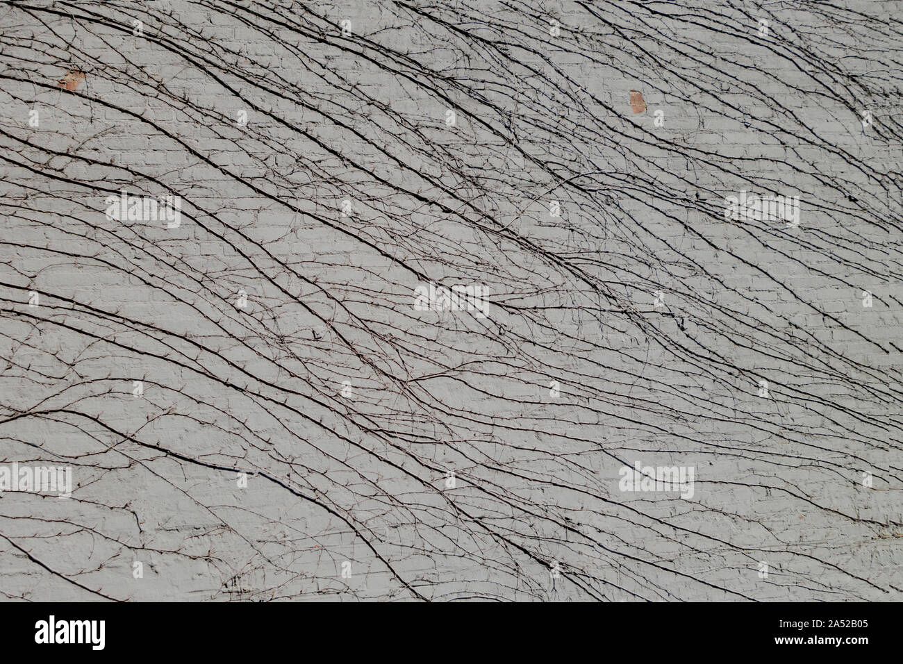 Vines no leaves hi-res stock photography and images - Alamy