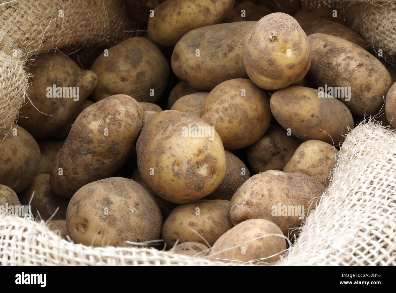 raw potatoes in the jute sack after the harvest Stock Photo - Alamy