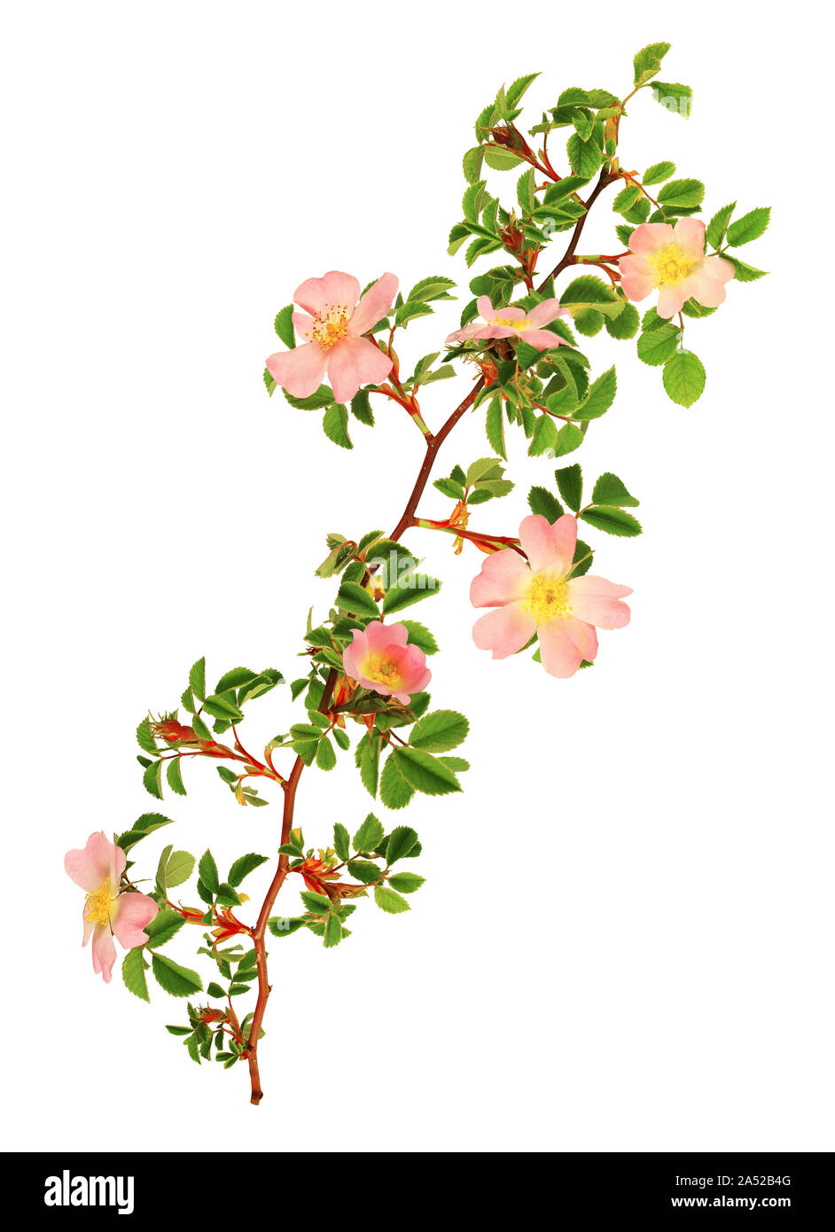 Branch of rosehip rose flower isolated on white background Stock Photo ...