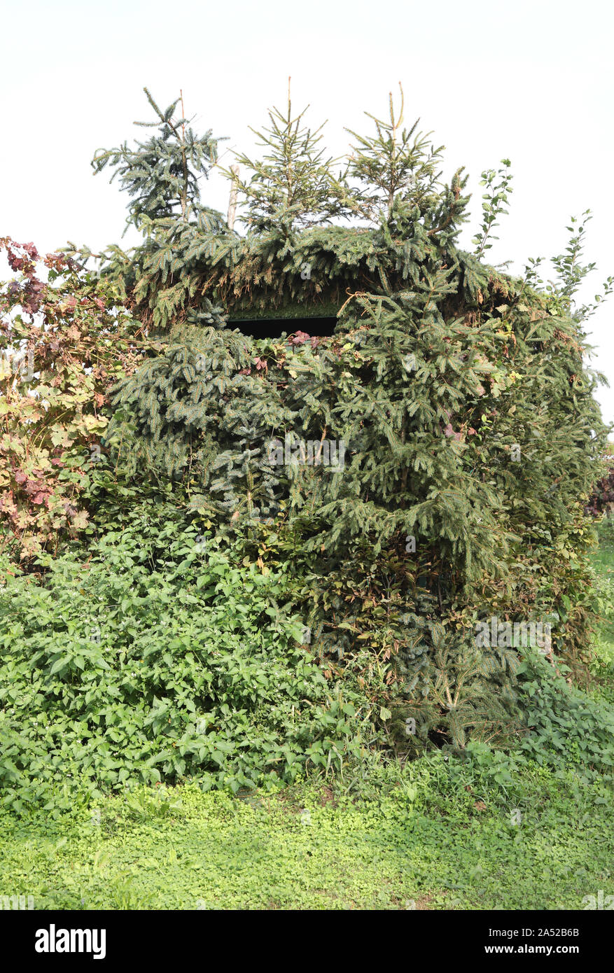 hunting cabin on the woods made with branches of trees and leaves Stock ...