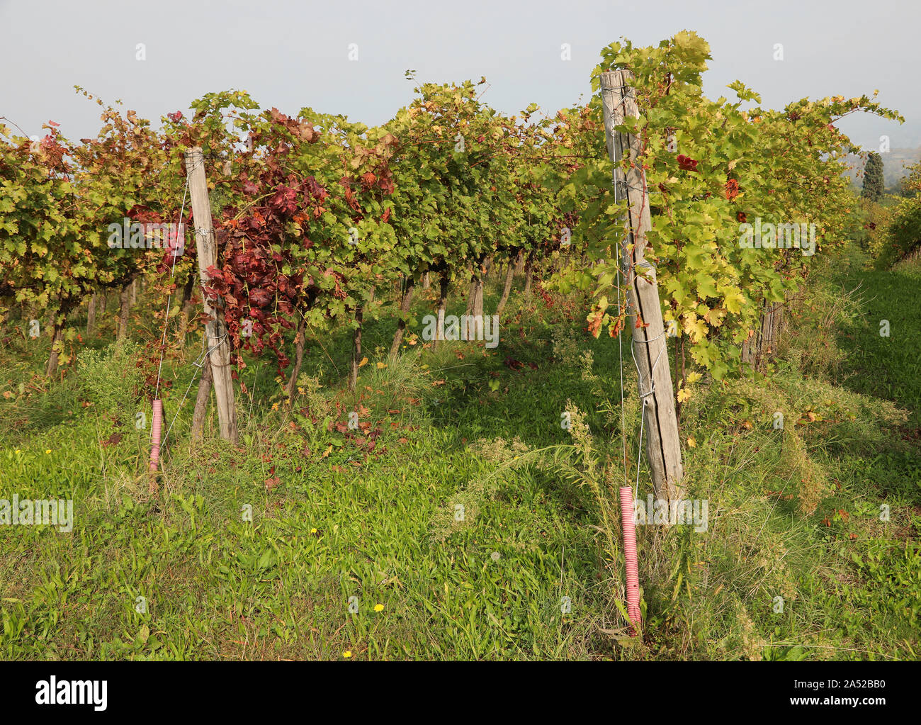 wide vineyard with red leaves of grapevine after the harvest without ...