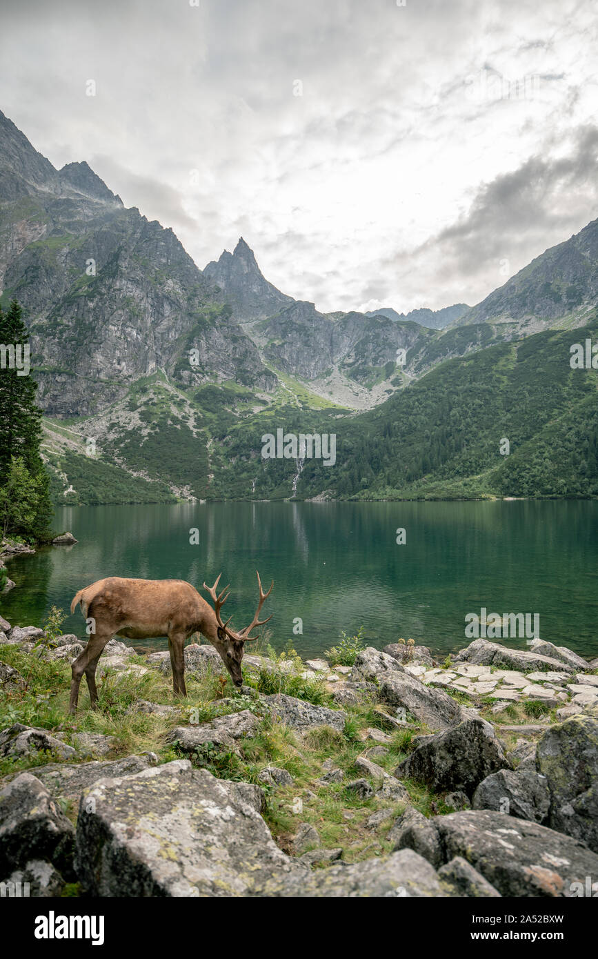 Beautiful deer at the high Tatra mountains in Poland Stock Photo - Alamy