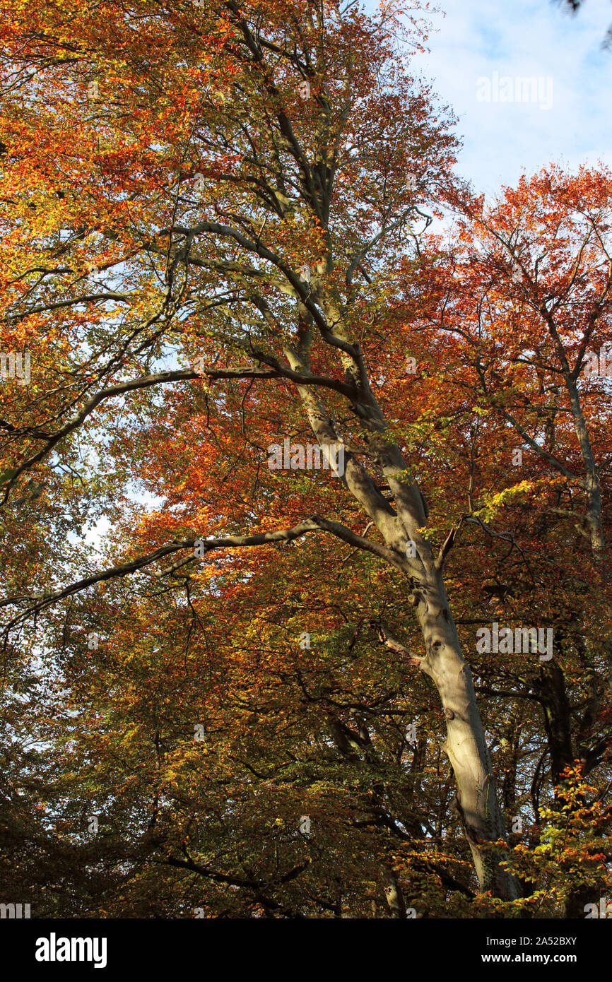 Selborne hanger hi-res stock photography and images - Alamy