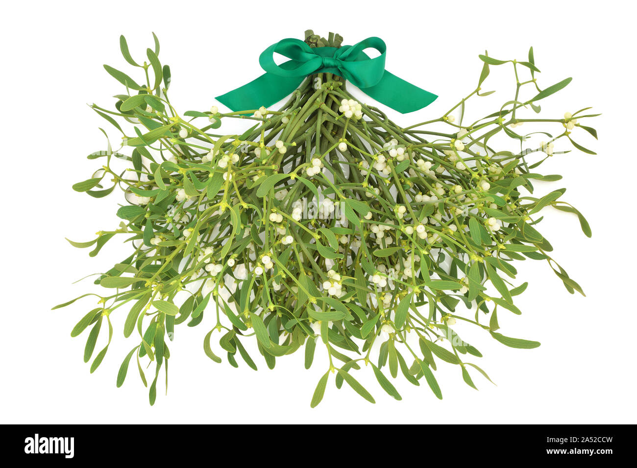 Mistletoe bunch tied with a green ribbon on white background ...